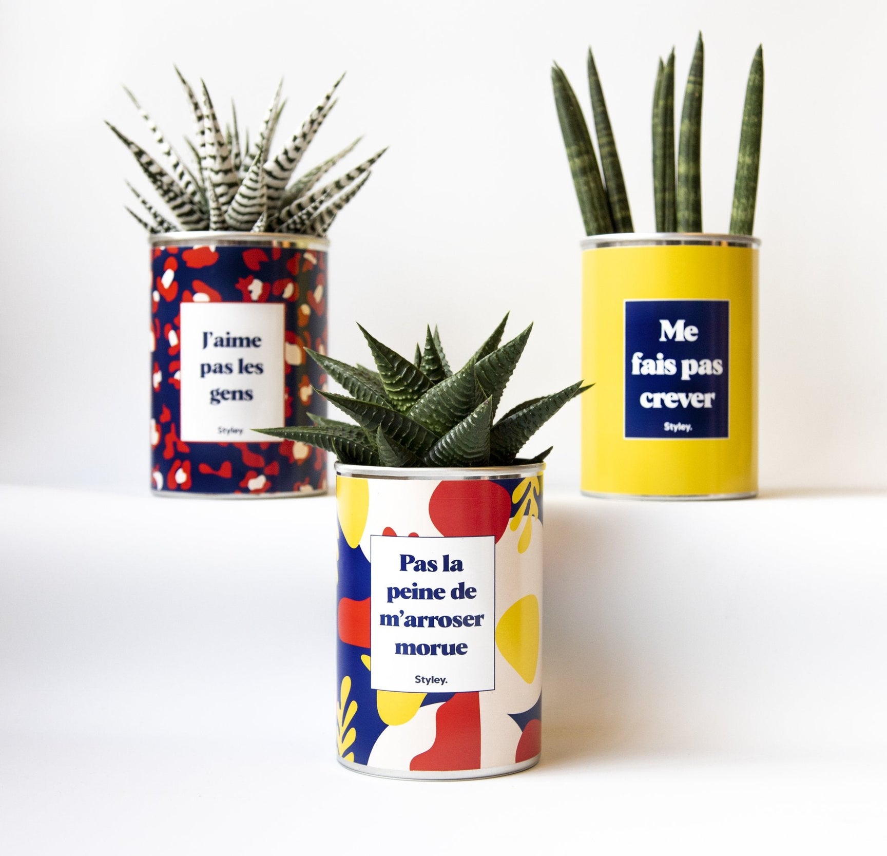 🍀 Saint-Patrick : et si vous offriez une plante porte-bonheur ? – Styley